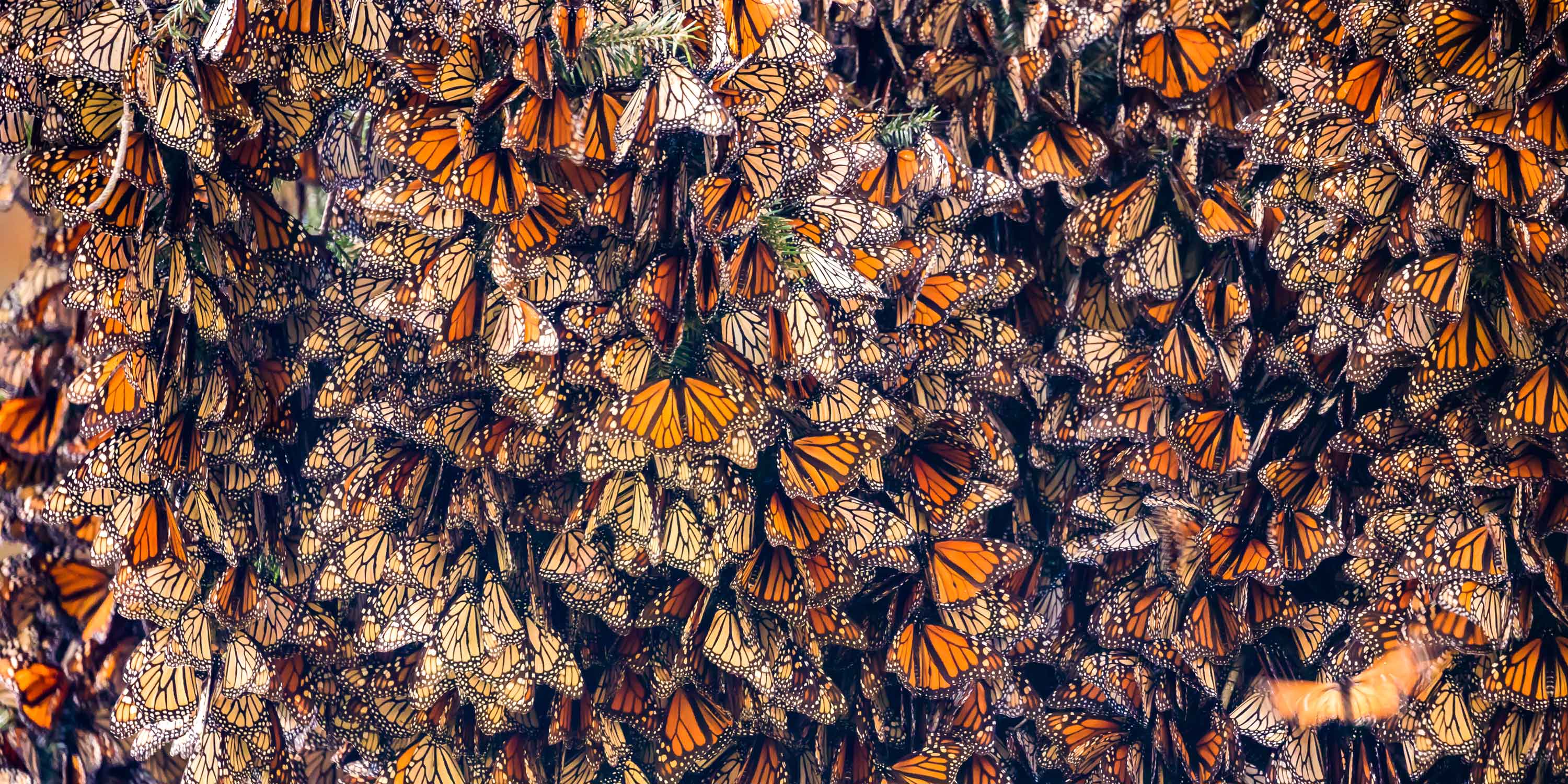 Why You Should Visit Mexico’s Monarch Butterfly Sanctuaries | Business Jet Traveler