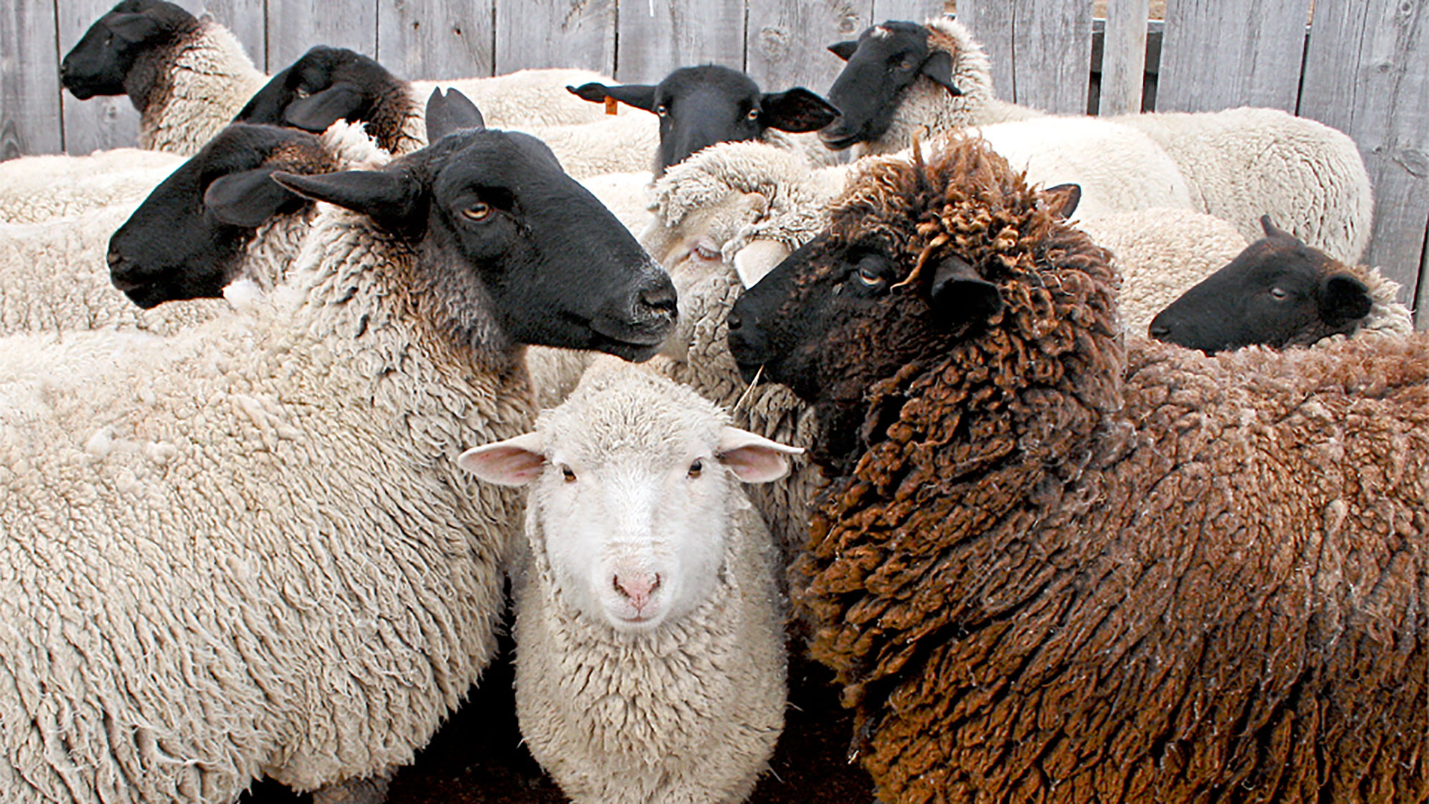 Counting sheep? Wake Up and Head for Idaho | Business Jet Traveler