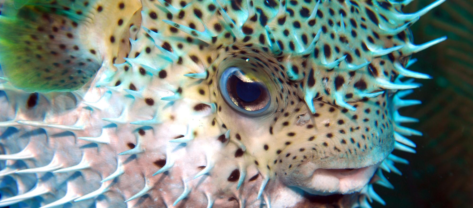 7 of the World’s Most Exotic Foods | Business Jet Traveler