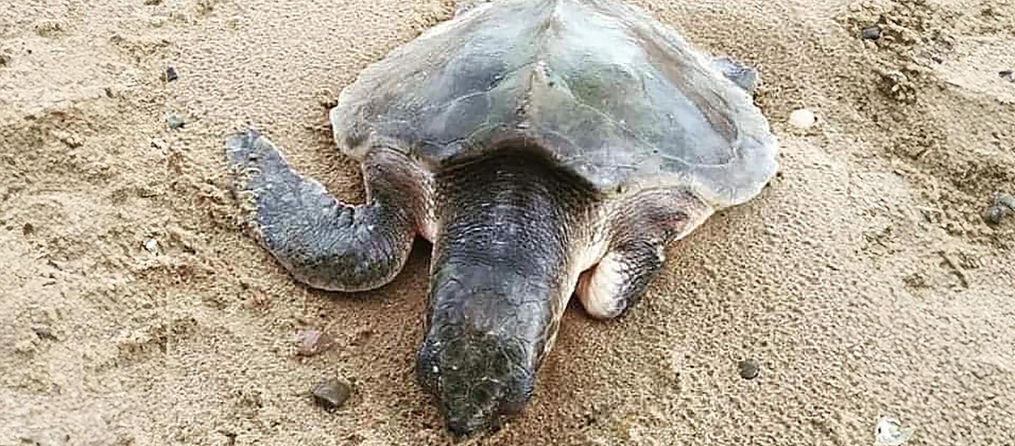 Ride Needed For Tally the Turtle! | Business Jet Traveler
