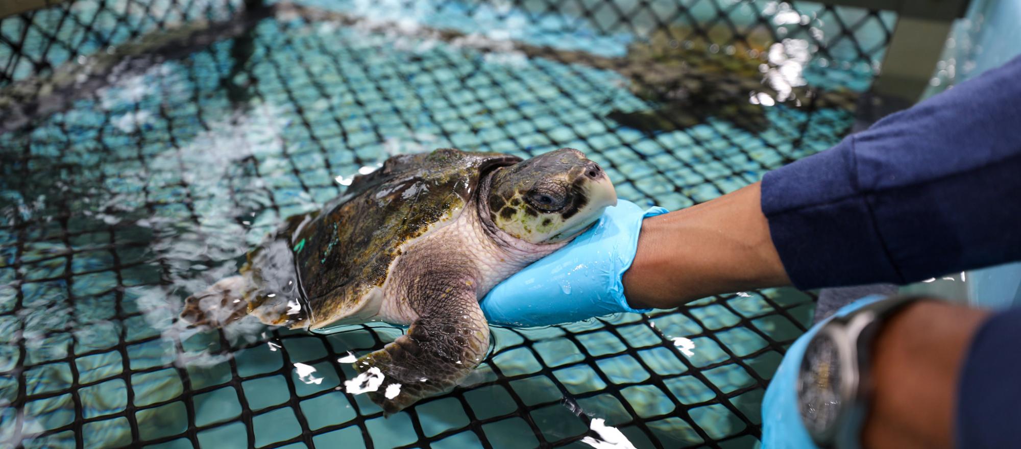 Sheltair Partners With Sea Turtle Rescue Charity | Business Jet Traveler