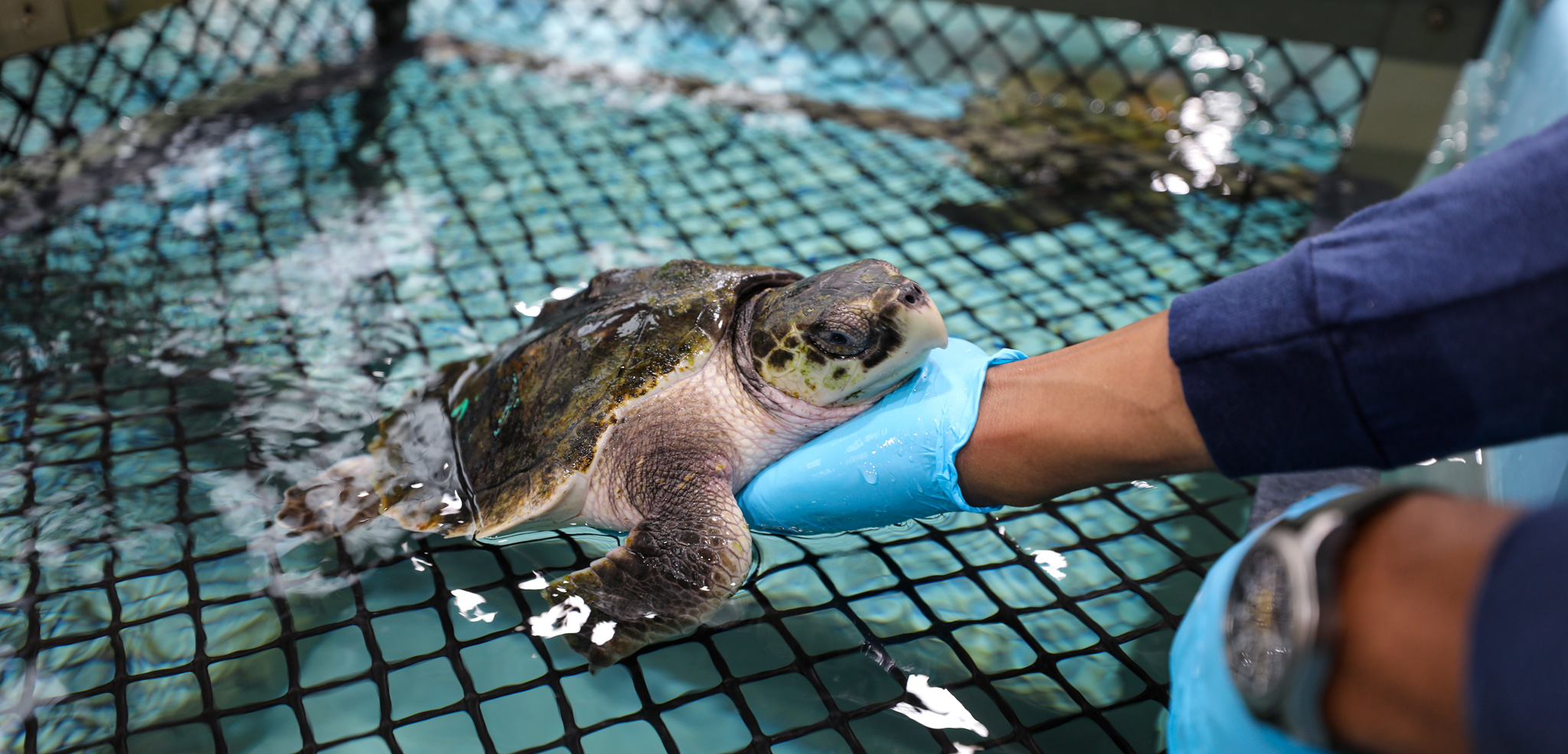 Sheltair Partners With Sea Turtle Rescue Charity | Business Jet Traveler