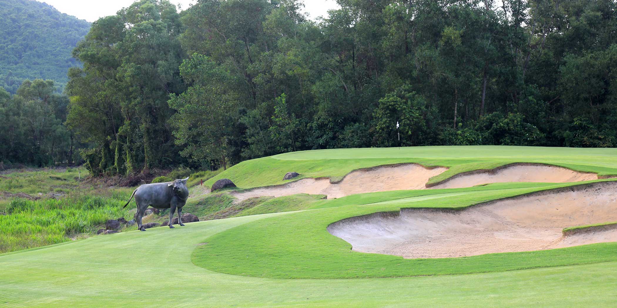 A Golf Course Maintained by Water Buffaloes | Business Jet Traveler
